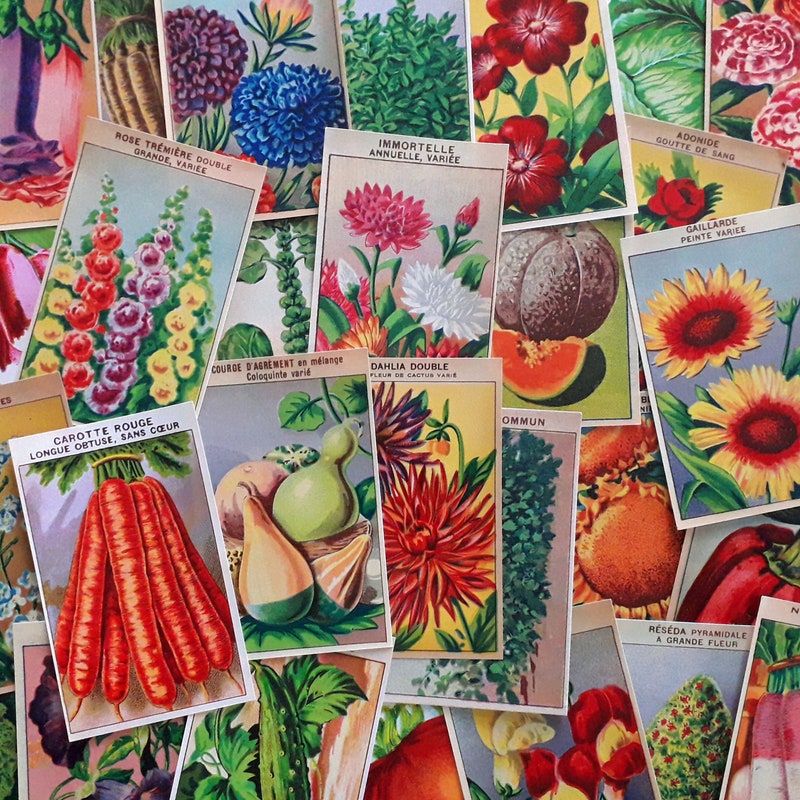 Antique Seed Packets - Etsy