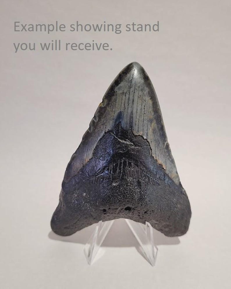 Real Megalodon Tooth Fossil - Etsy