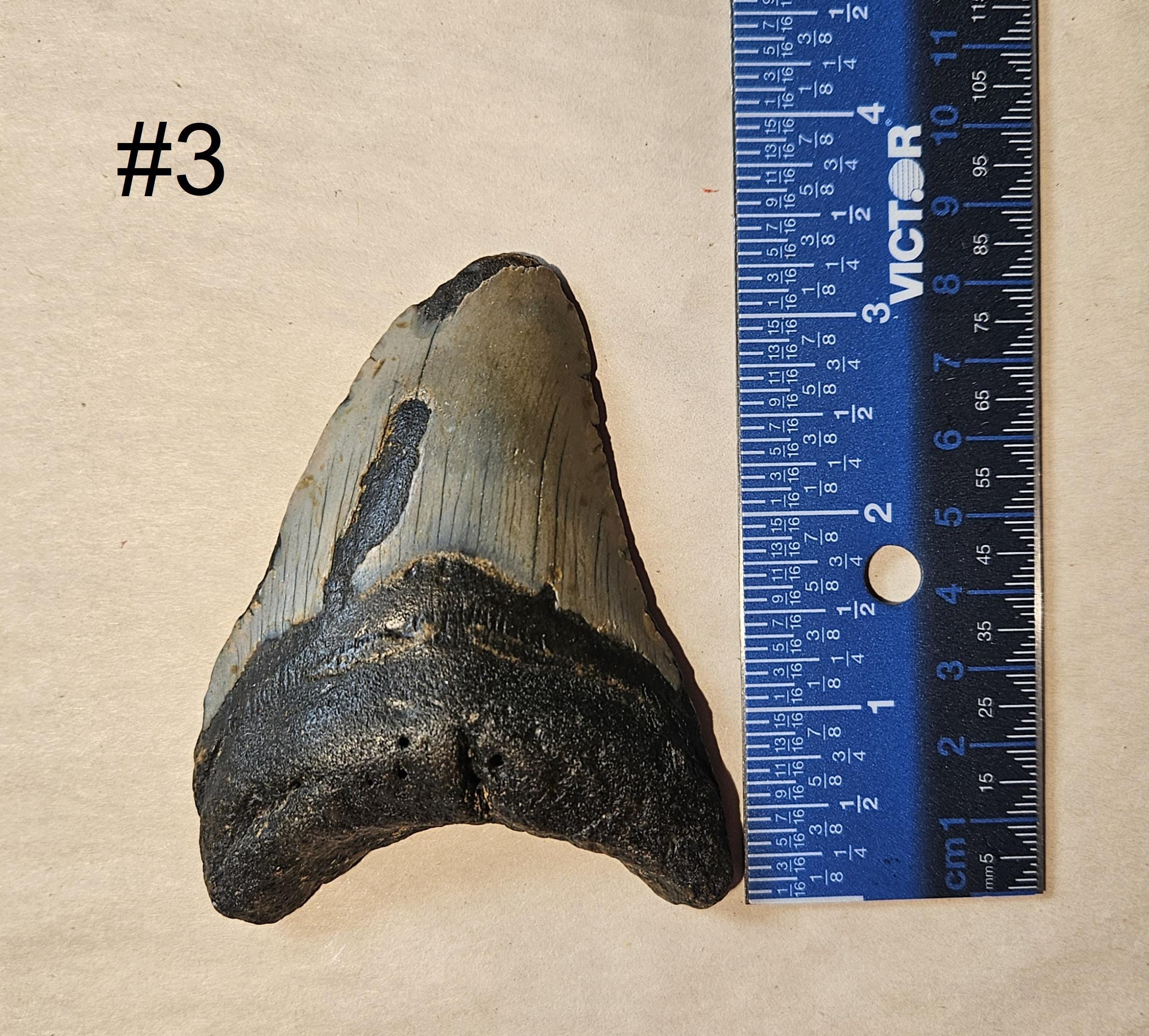 Real Megalodon Tooth Fossil - Etsy