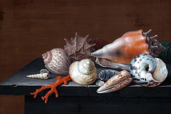 Still Life Photography Shells