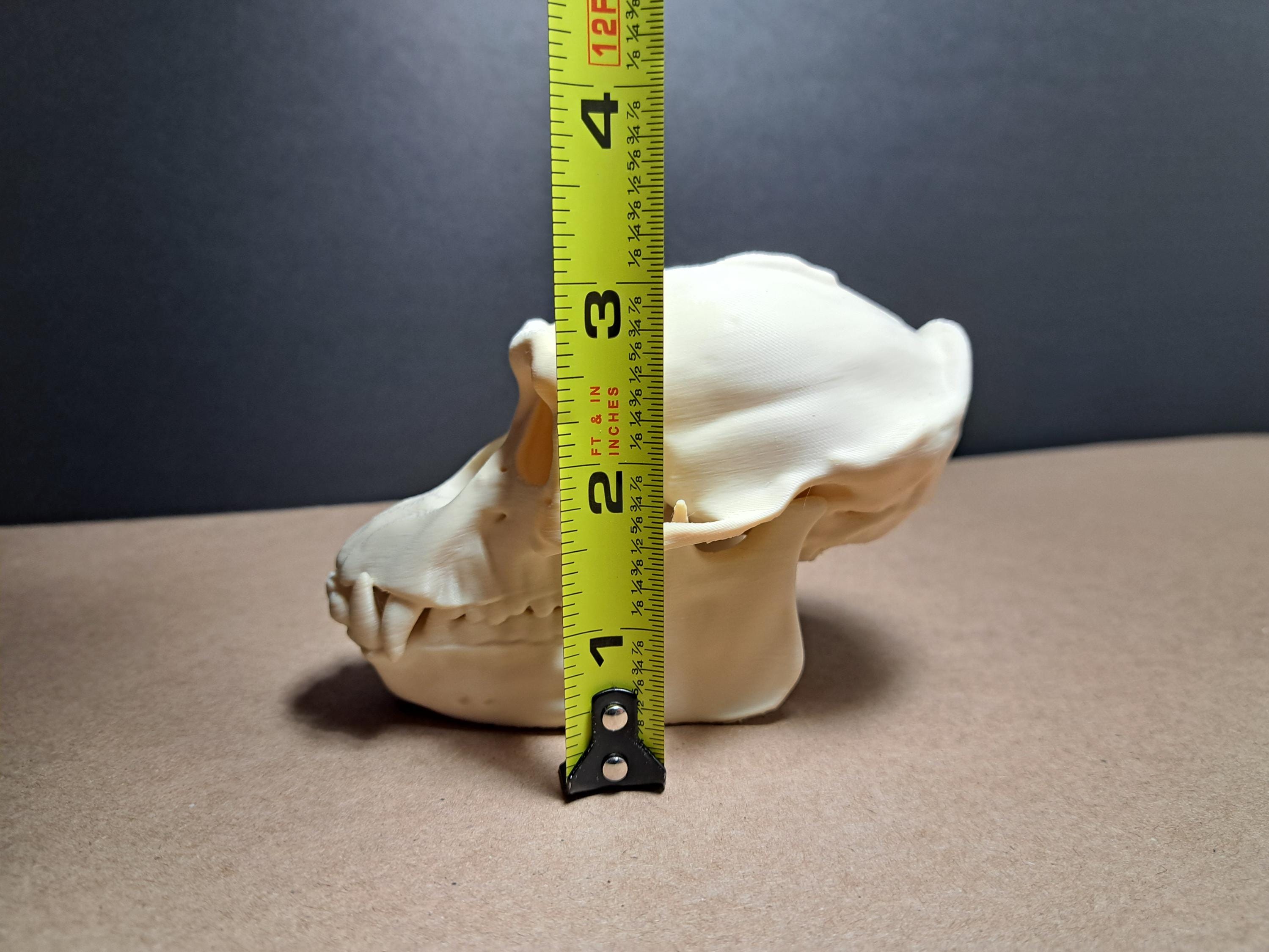 Chimpanzee Skull, Faux, No Animals Were Harmed, Add to Your Collection ...