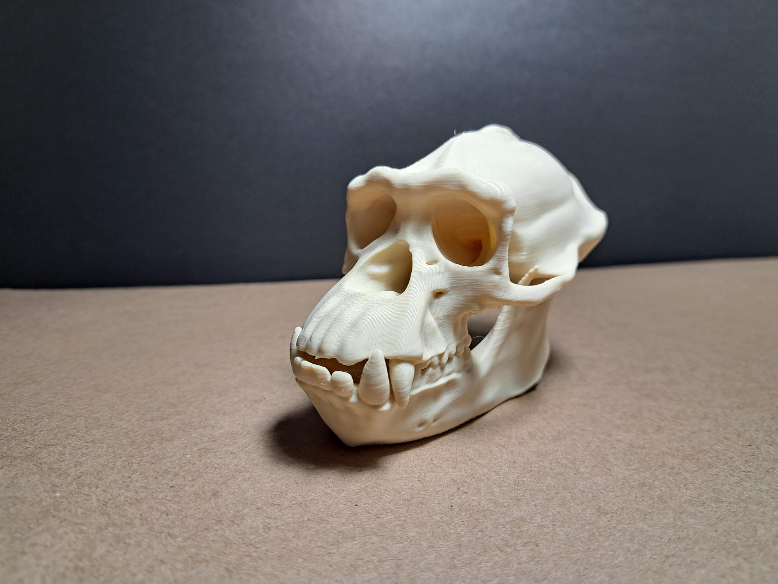 Chimpanzee Skull, Faux, No Animals Were Harmed, Add to Your Collection ...