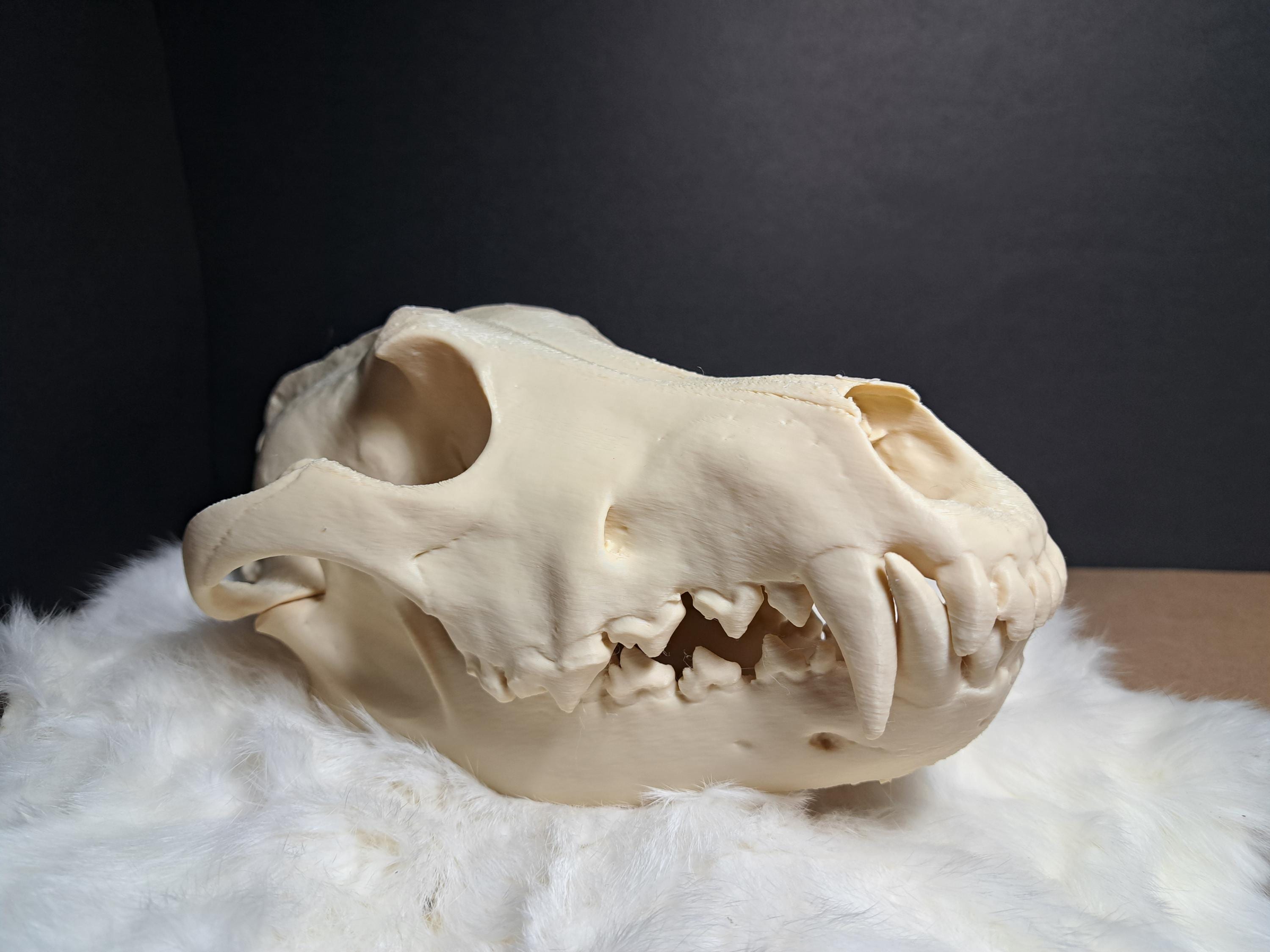 Wolf Skull, Faux, No Animals Were Harmed, Add to Your Collection, Oddities, Beauty in Afterlife ...