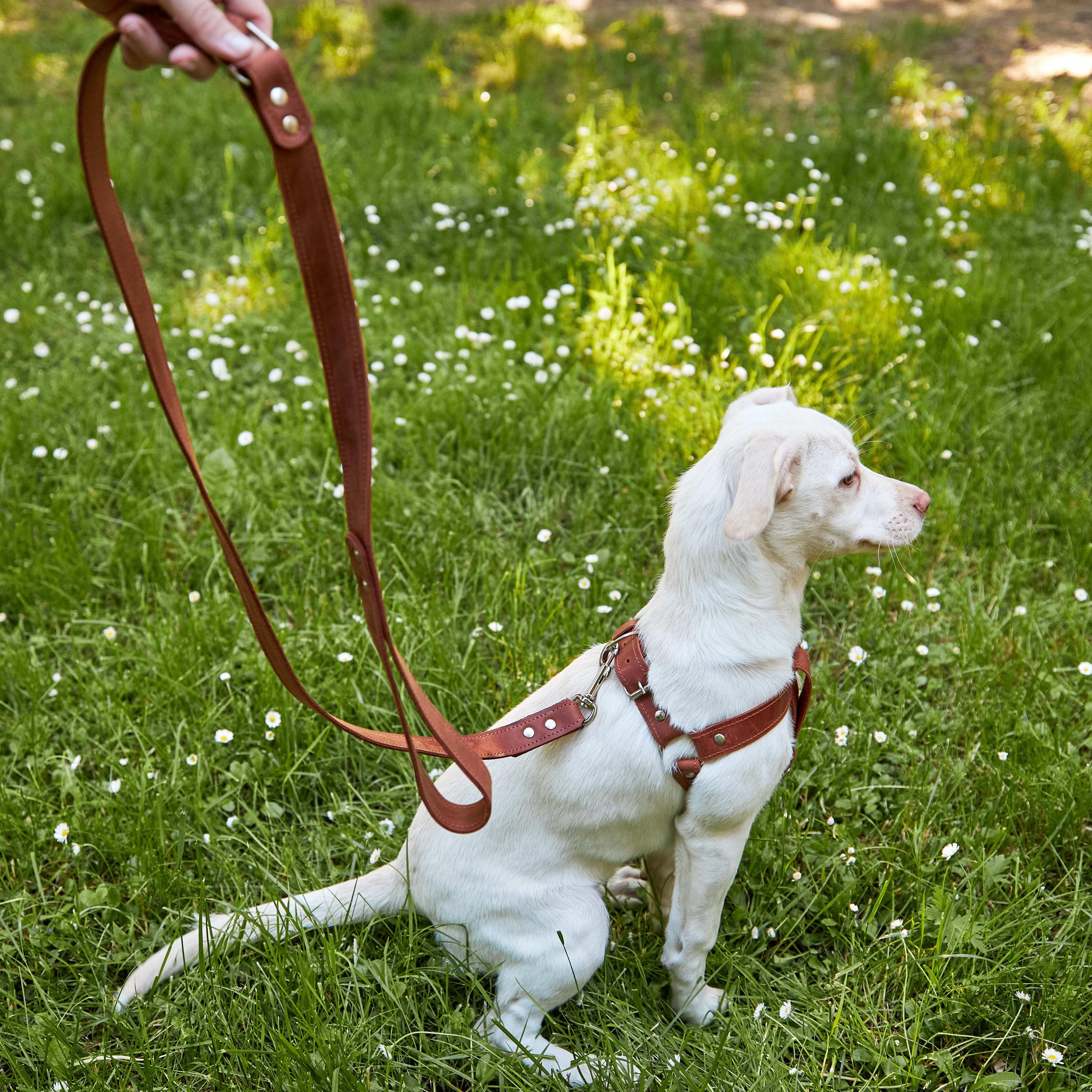 Custom Leather Dog Harness, Dog Harness and Leash Set, Handmade Dog ...