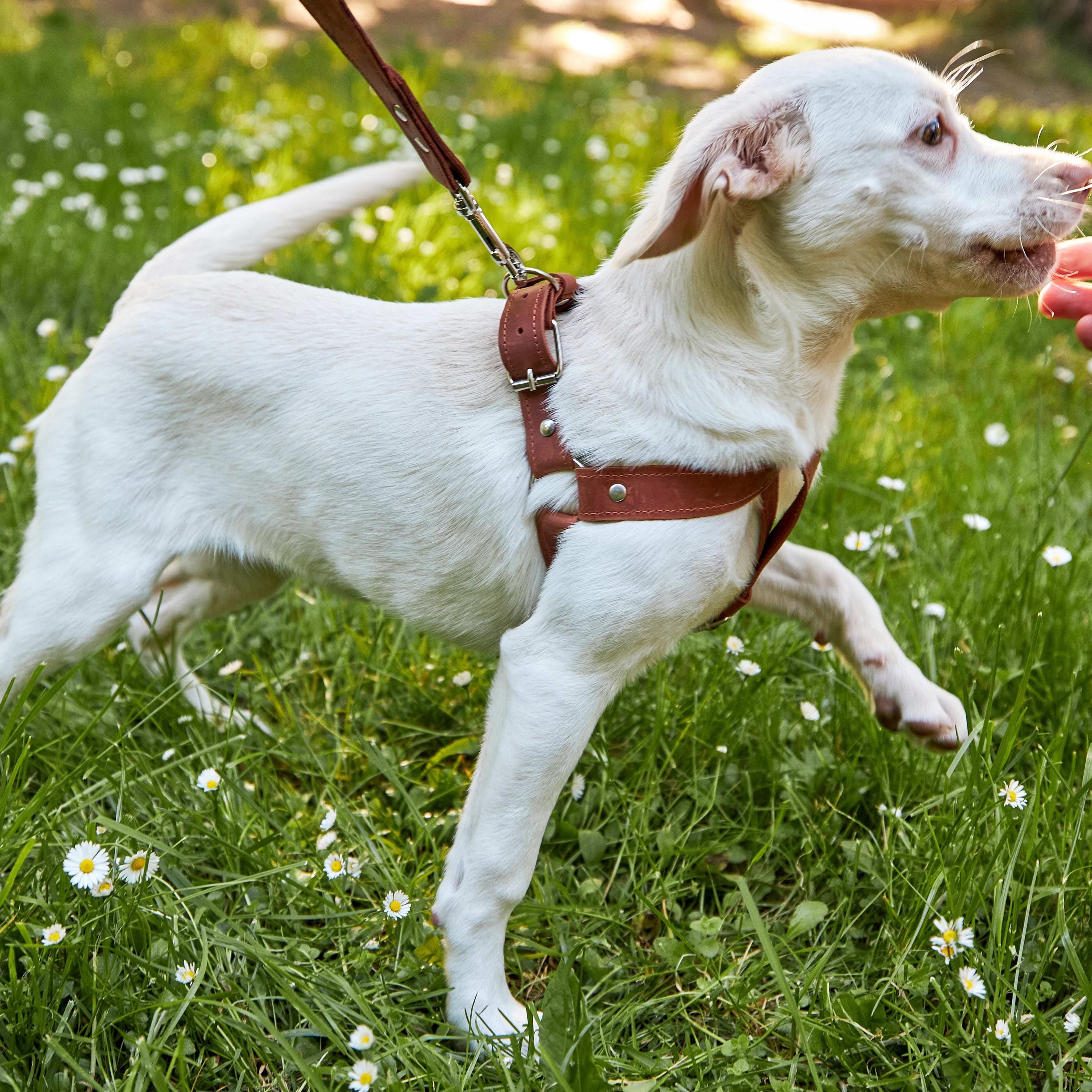 Custom Leather Dog Harness, Dog Harness and Leash Set, Handmade Dog ...