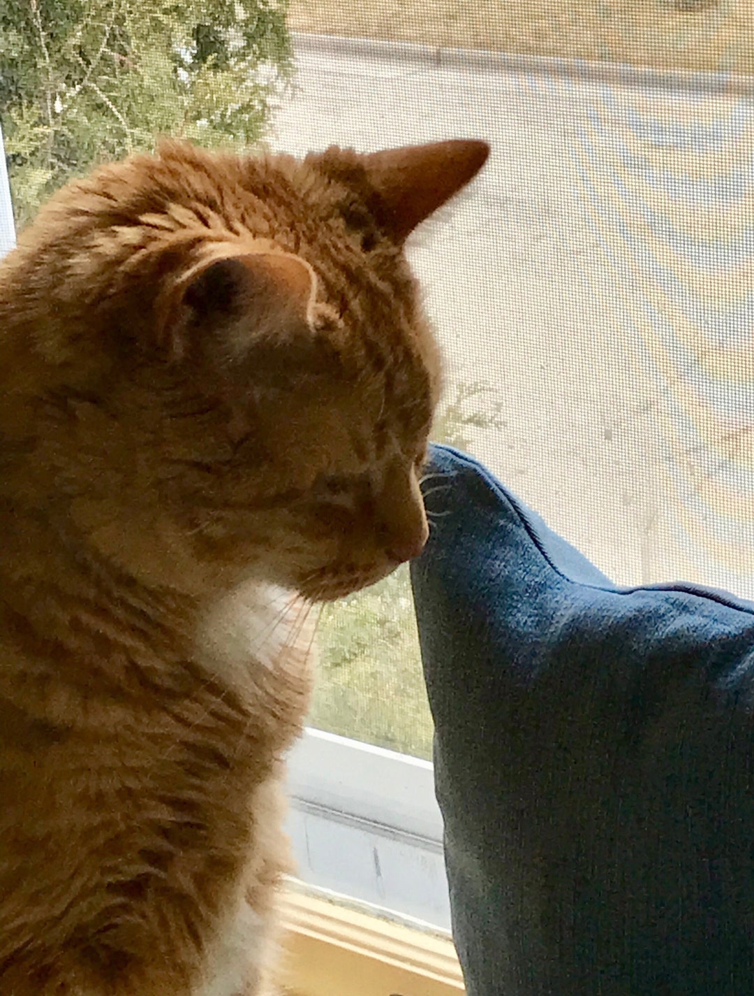 Cat Pillow Catnip Sachet Washable Cover Hand Sewn Upcycled Repurposed ...