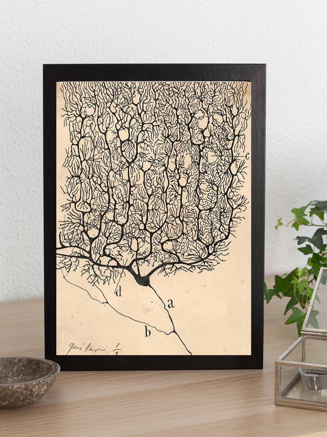 Neuron Drawing by Santiago Ramón Y Cajal, Antique Brain Anatomy Art ...