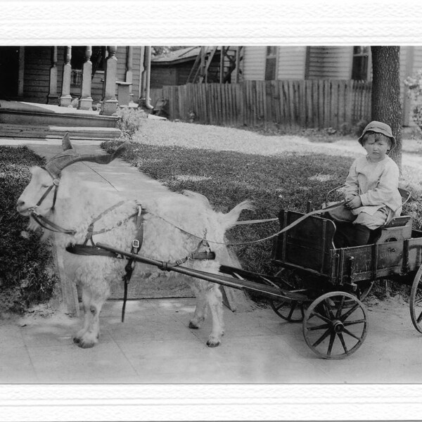 Goat Cart - Etsy