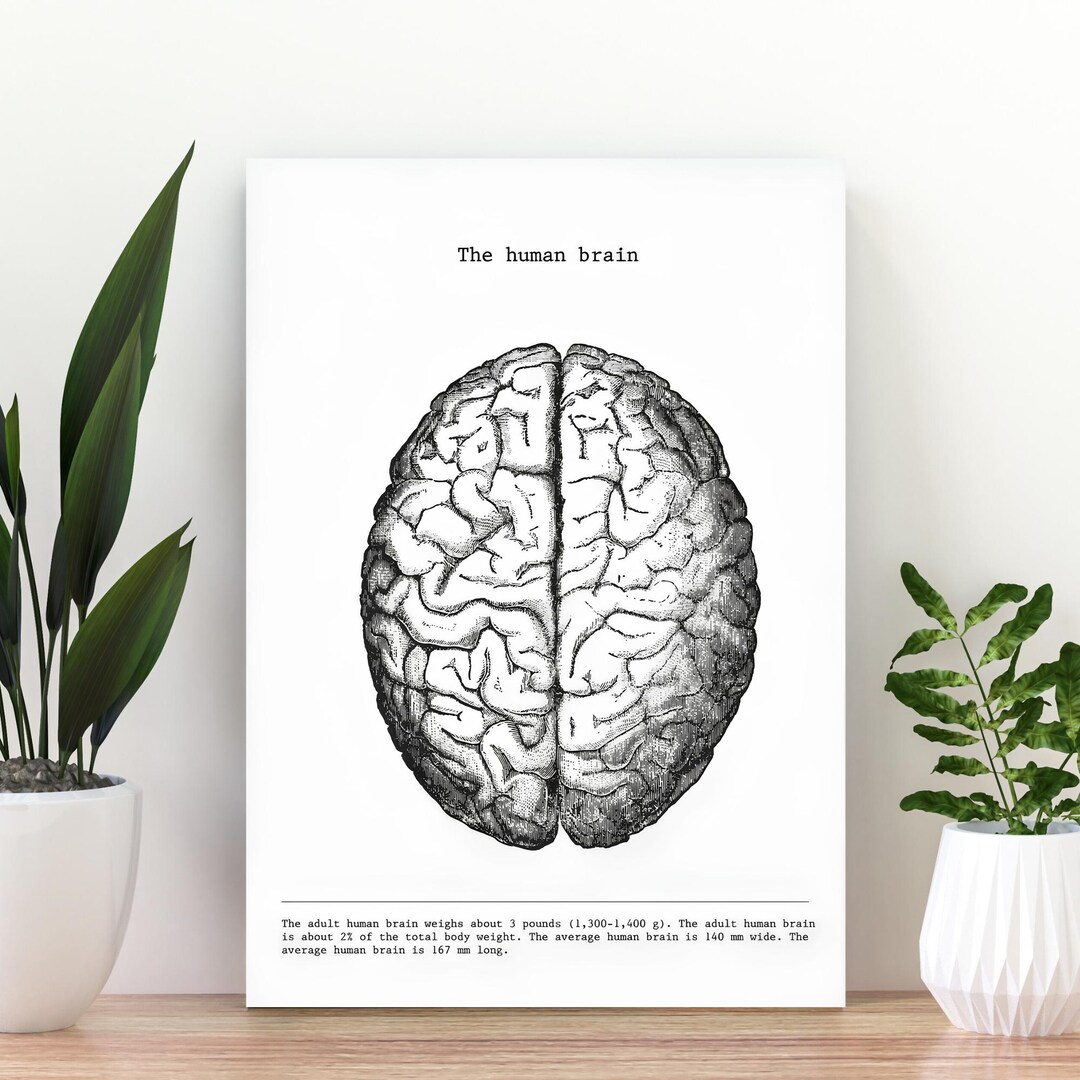 Human Brain Poster Anatomy Medical Science Educational Print (digital ...