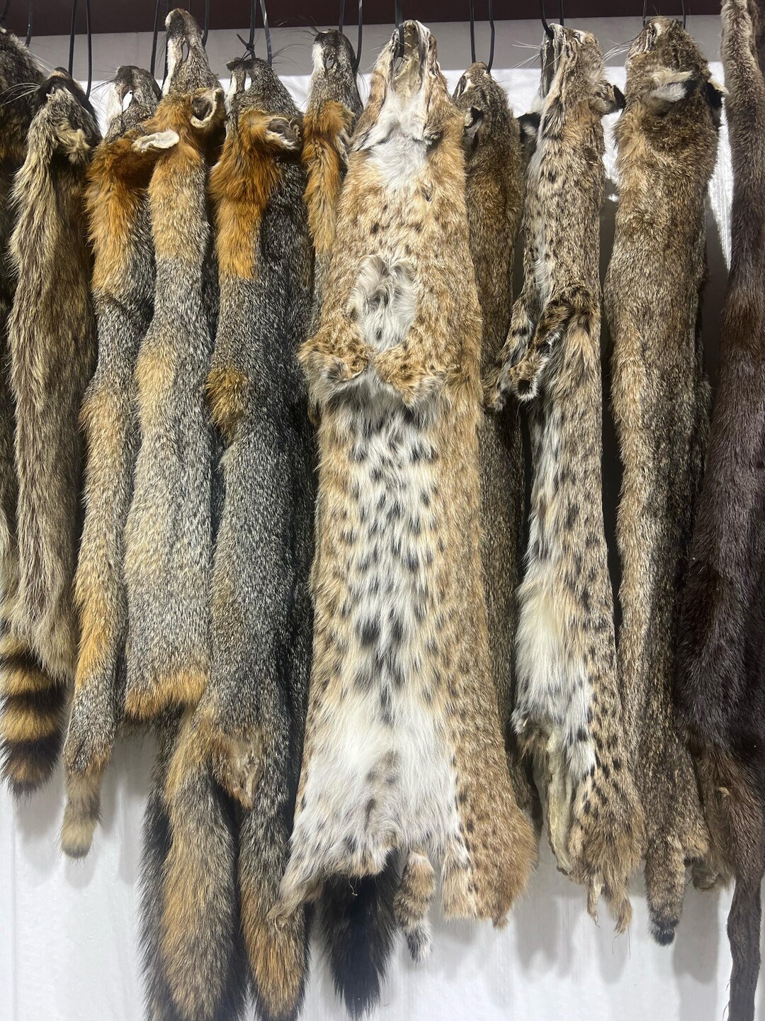 Tanned Bobcat Wall Hanger Fur - Etsy