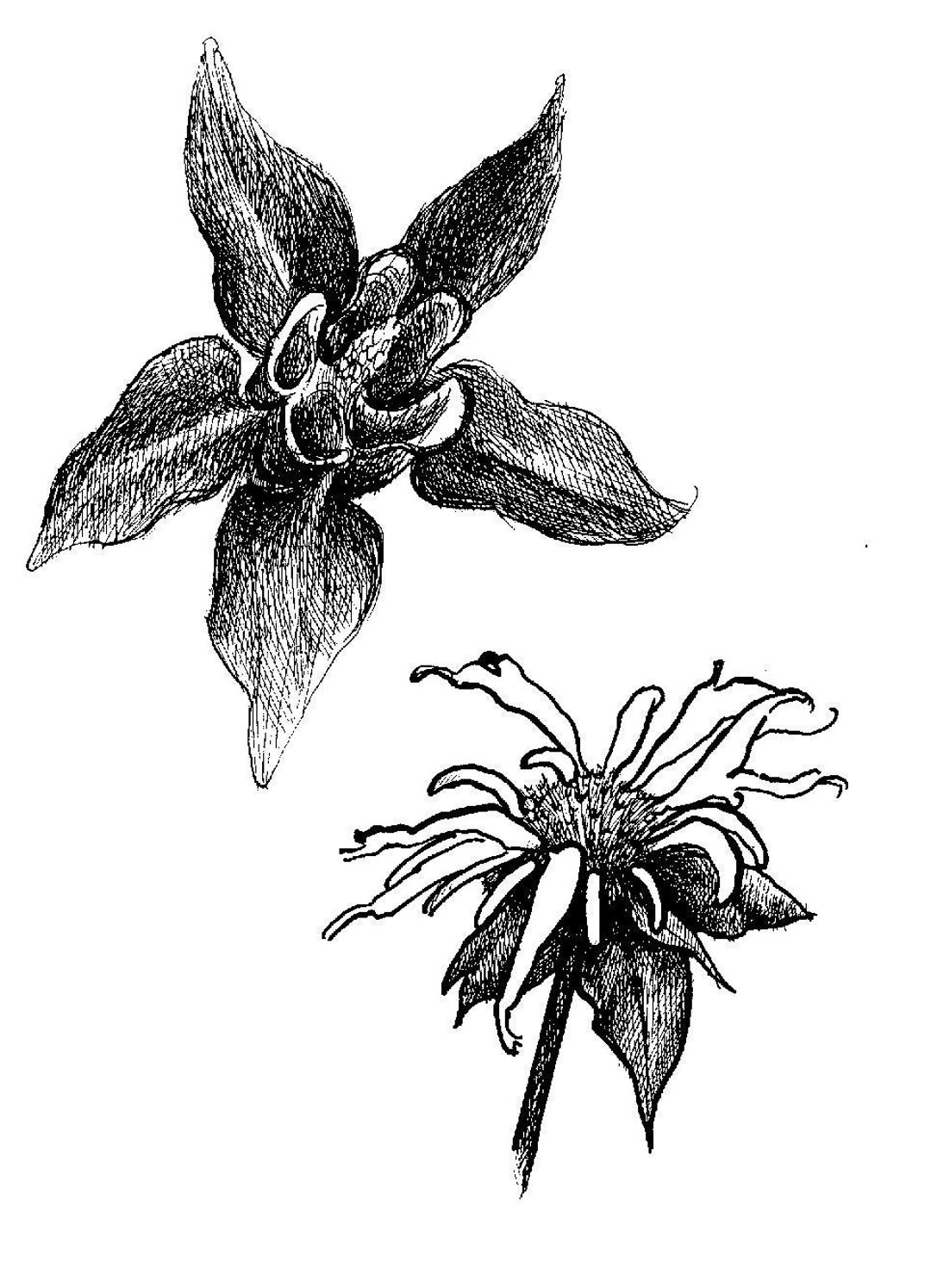 Columbine and Monarda Flowers, Line Drawing for Coloring or Clip Art - Etsy