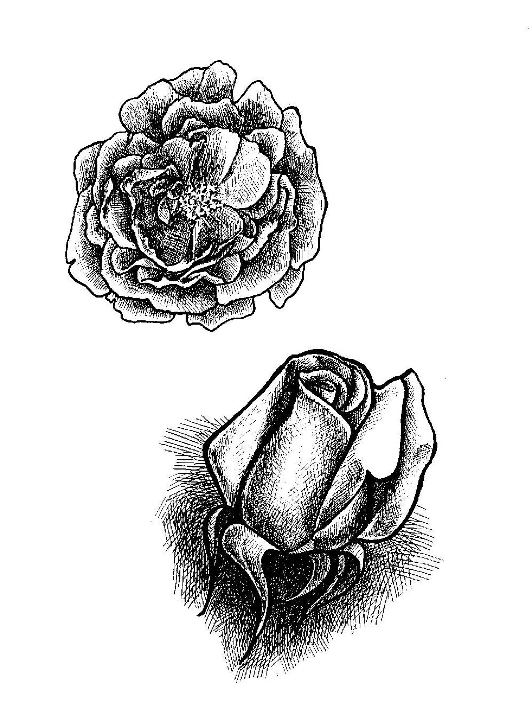 Rose, Bud and Bloom, Line Drawing for Coloring or Clip Art - Etsy