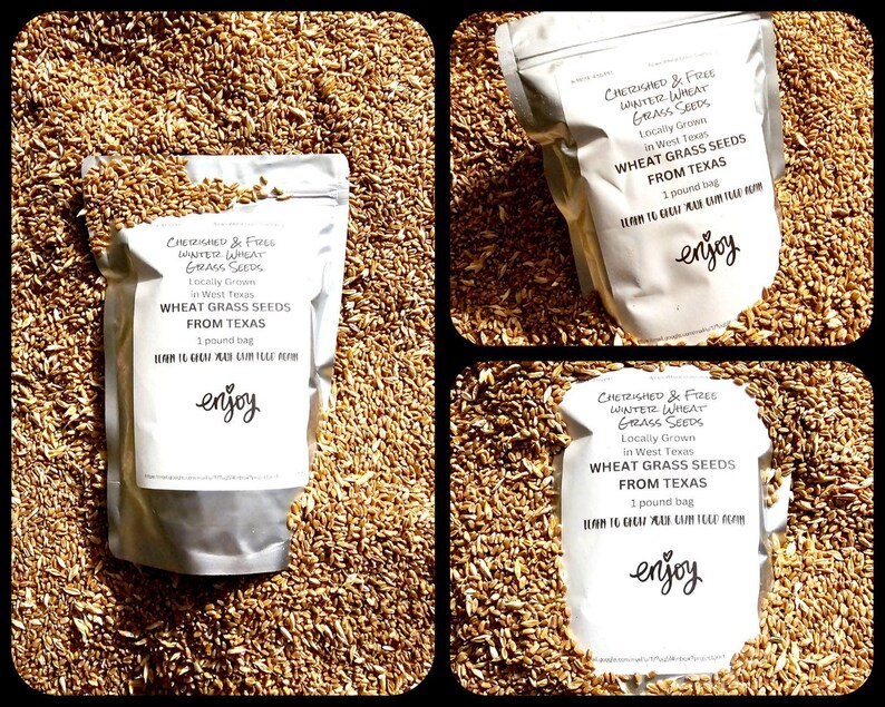 Hard Red Winter Wheat Berry Seed Texas Grown - Etsy