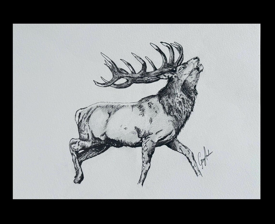 Roaring Red Stag Hand Sketched Prints - Etsy