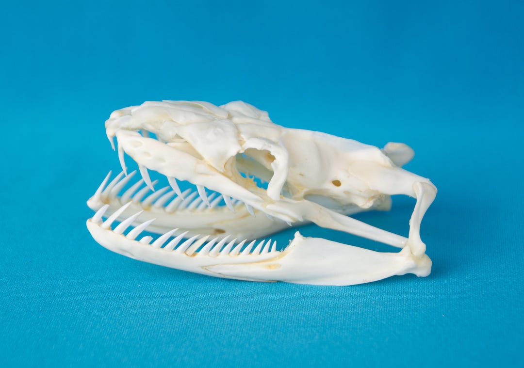SPECIMEN ~ Authentic 3" Reticulated Python Skull ~ Reptile Taxidermy ...