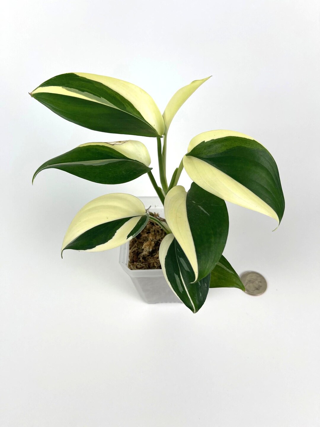 Scindapsus Blue Albo Variegated - Etsy