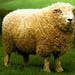 Devon Closewool, RBST Registered Rare Breed Wool - Etsy