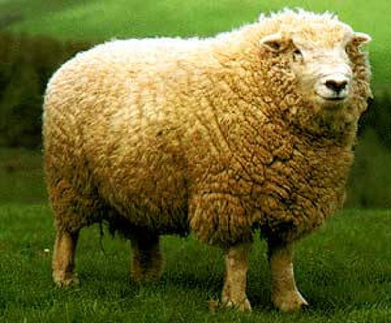 Devon Closewool, RBST Registered Rare Breed Wool - Etsy