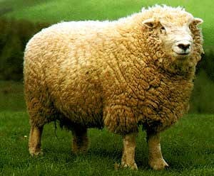 Devon Closewool, RBST Registered Rare Breed Wool - Etsy
