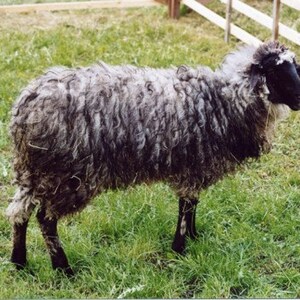 Extremely Rare Wool Alpines Steinschaf/stone Sheep Organic Fiber - Etsy