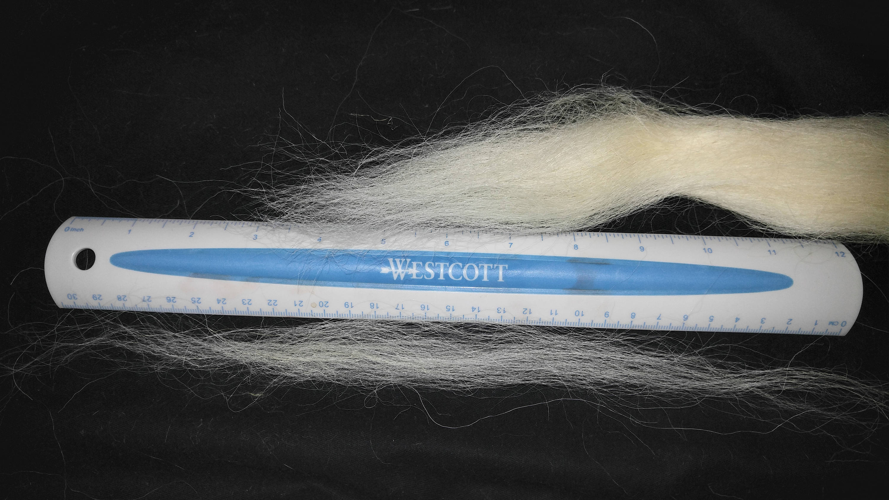 Devon Closewool, RBST Registered Rare Breed Wool - Etsy