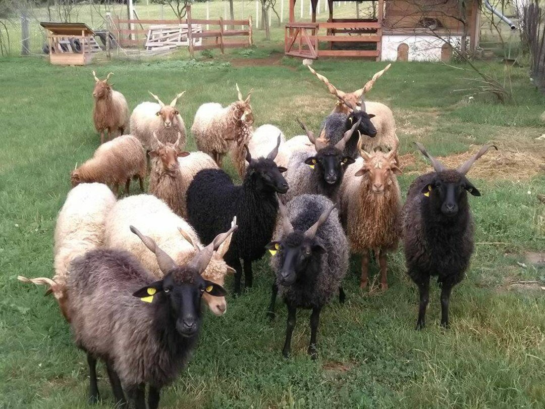 Racka, Hungary Zackel,ratca or Hortobágy Racka Sheep Fibers Rare Color ...