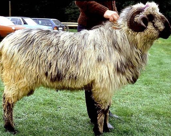 Extremely Rare Wool Alpines Steinschaf/stone Sheep Organic Fiber - Etsy