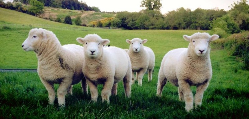Devon Closewool, RBST Registered Rare Breed Wool - Etsy