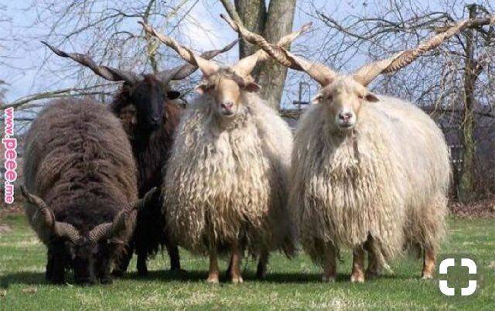 Racka, Hungary Zackel,ratca or Hortobágy Racka Sheep Fibers Rare Color ...