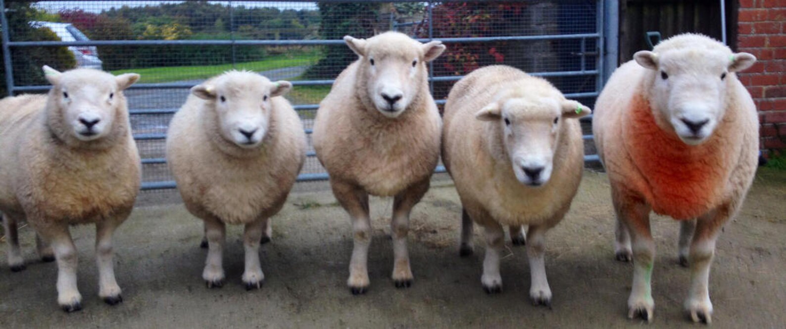 Devon Closewool, RBST Registered Rare Breed Wool - Etsy