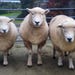 Devon Closewool, RBST Registered Rare Breed Wool - Etsy
