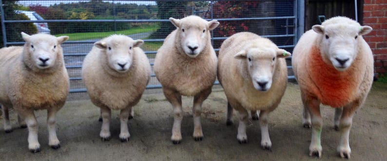 Devon Closewool, RBST Registered Rare Breed Wool - Etsy