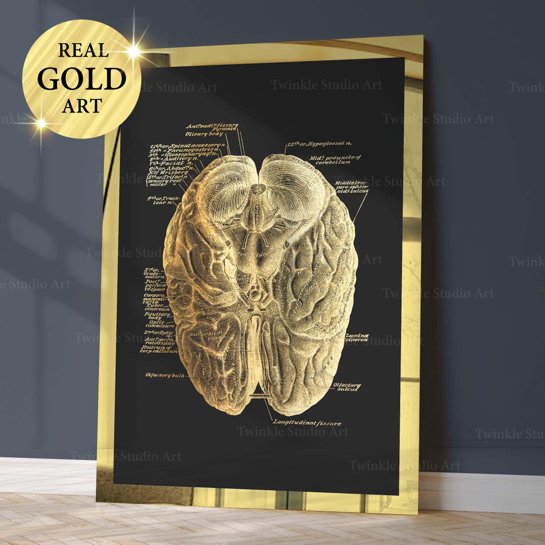 Gold Anatomy Art Anatomical Brain Poster Neurology Art Neuroscience Art ...