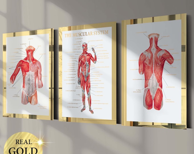 3 Human Anatomy Posters Muscles Art Muscular System Chart Medical Art ...