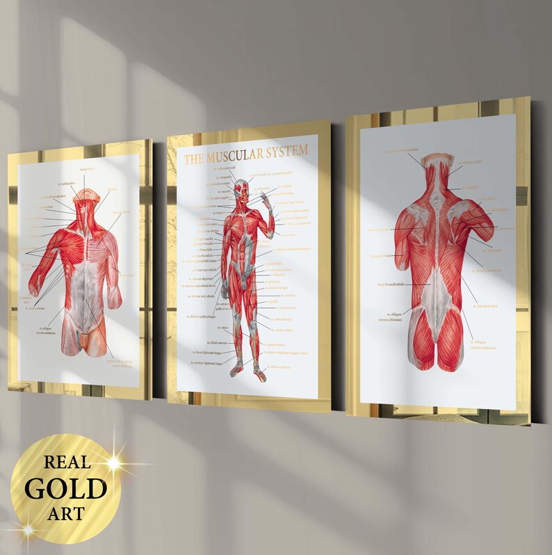3 Human Anatomy Posters Muscles Art Muscular System Chart Medical Art ...
