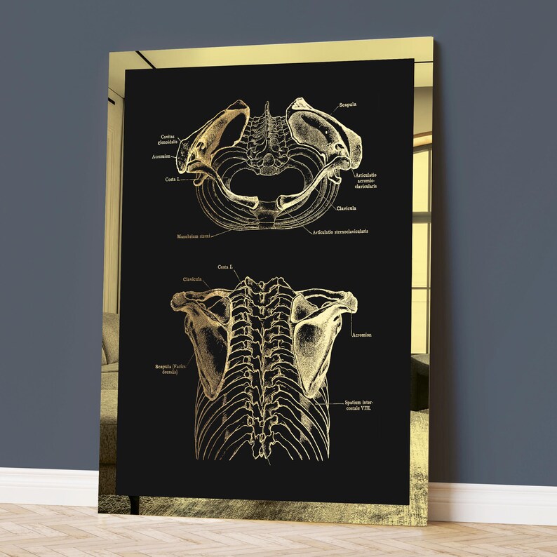 3 Gold Scapula Anatomy Posters Skeletal Bone Art Medical Art Scientific ...