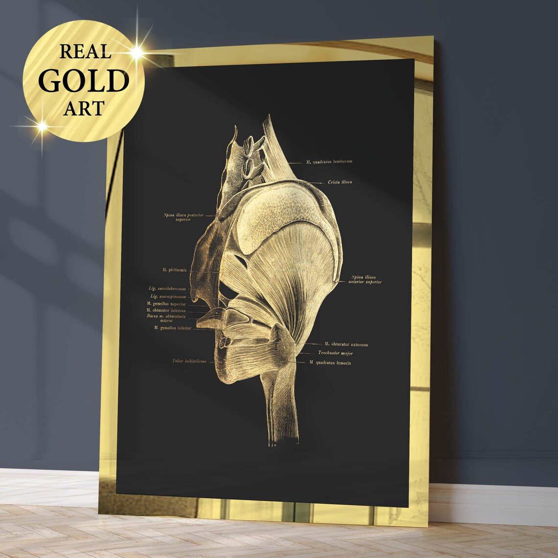 Set 3 Pelvis Hip Joint Anatomy Posters Pelvic Bone and Muscles Diagram ...