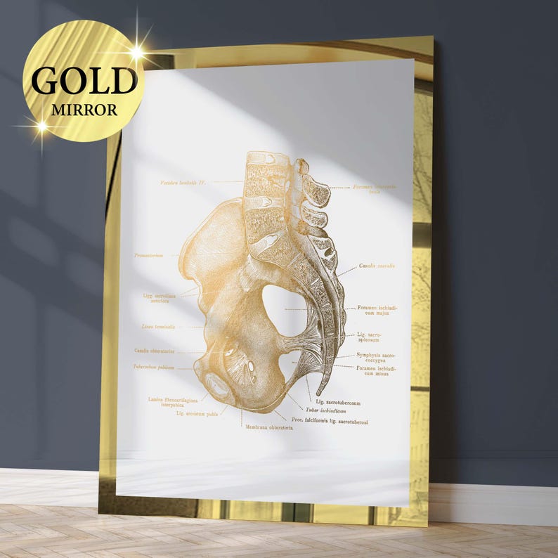 3 Gold Pelvis Anatomy Posters Pelvic Girdle Art Medical Art Scientific ...