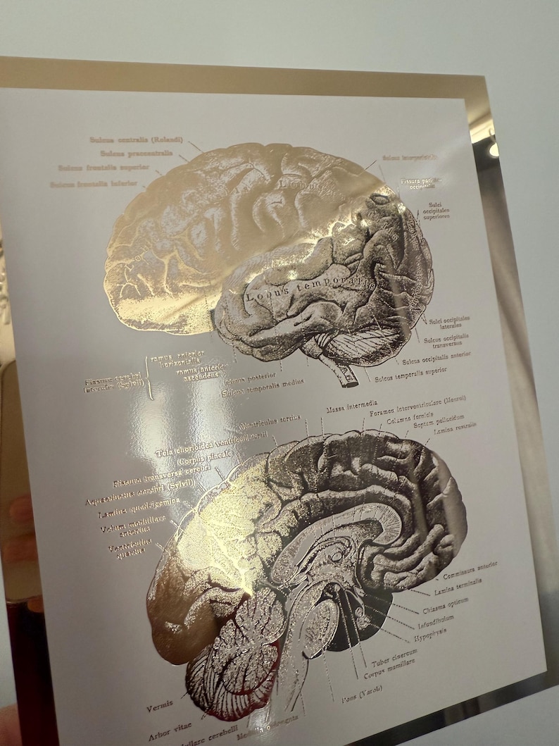 Gold Brain Anatomy Sign Neurology Chart Medical Desk Sign Brain Diagram ...