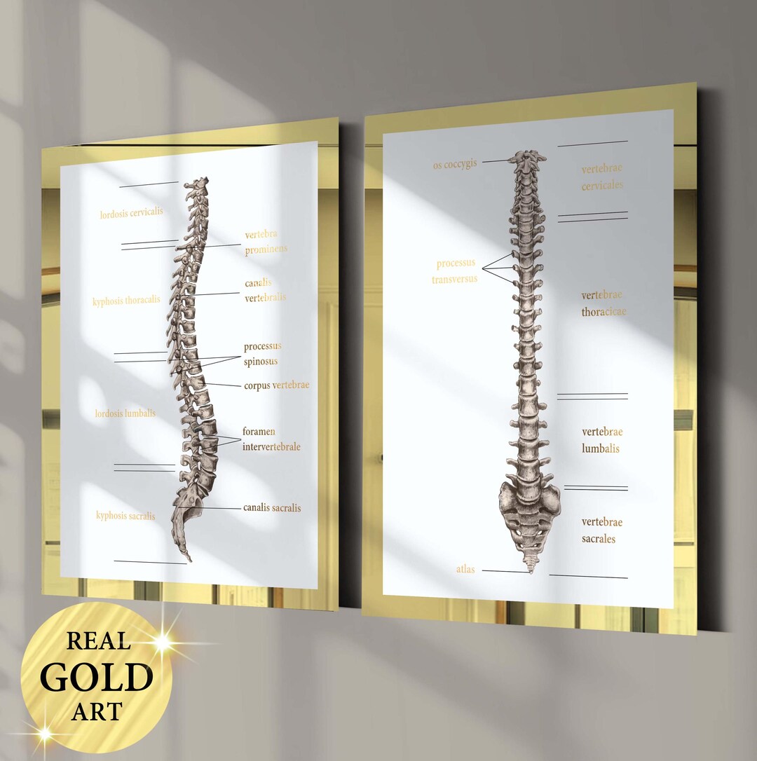 2 Spine Anatomy Posters Chiropractic Art Skeletal System Vertebral ...