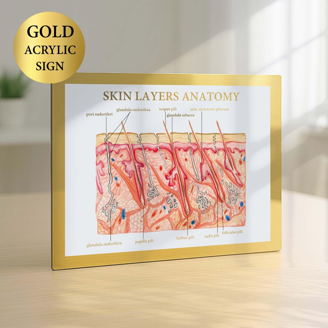 Skin Anatomy Desk Sign Skin Layers Diagram Dermatology Chart Histology ...