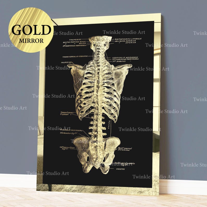 2 Gold Skeletal Anatomy Poster Skeletal System Diagram Rib Cage Pelvis ...