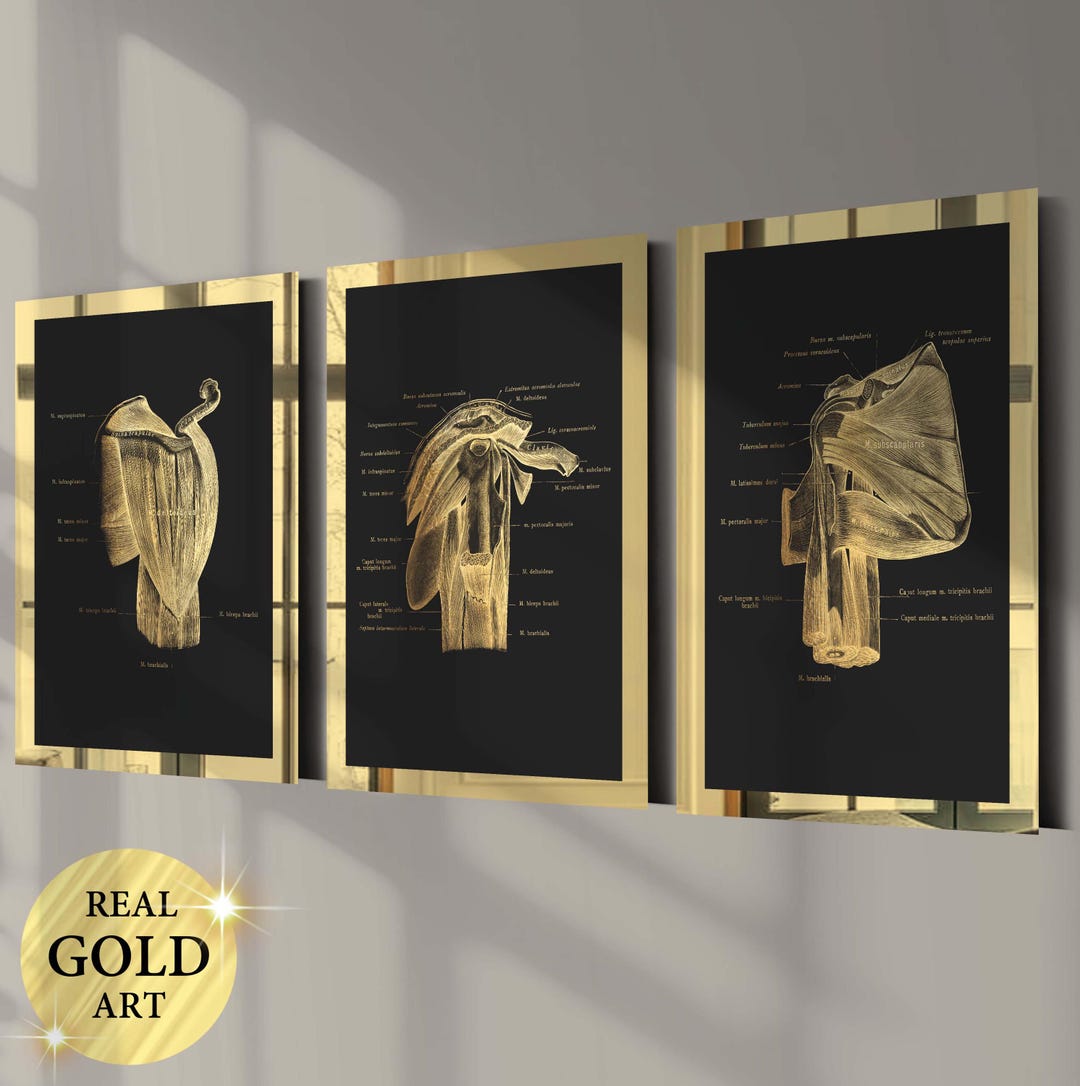 Set 3 Shoulder Anatomy Posters Shoulder Joint Diagram Orthopedic Art ...