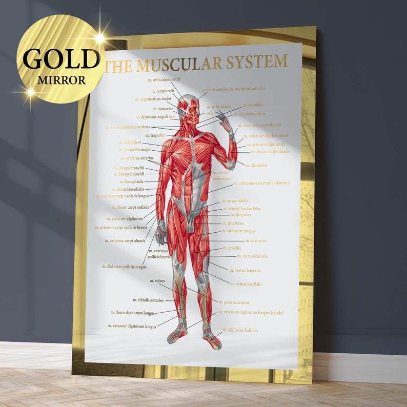 3 Human Anatomy Posters Muscles Art Muscular System Chart Medical Art ...