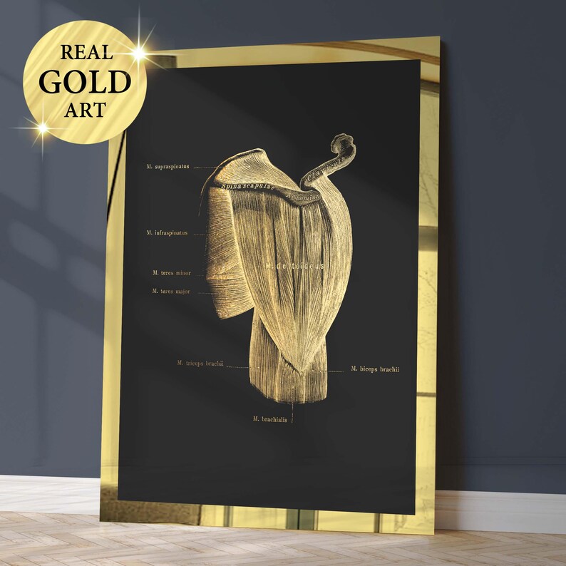 Set 3 Shoulder Anatomy Posters Shoulder Joint Diagram Orthopedic Art ...