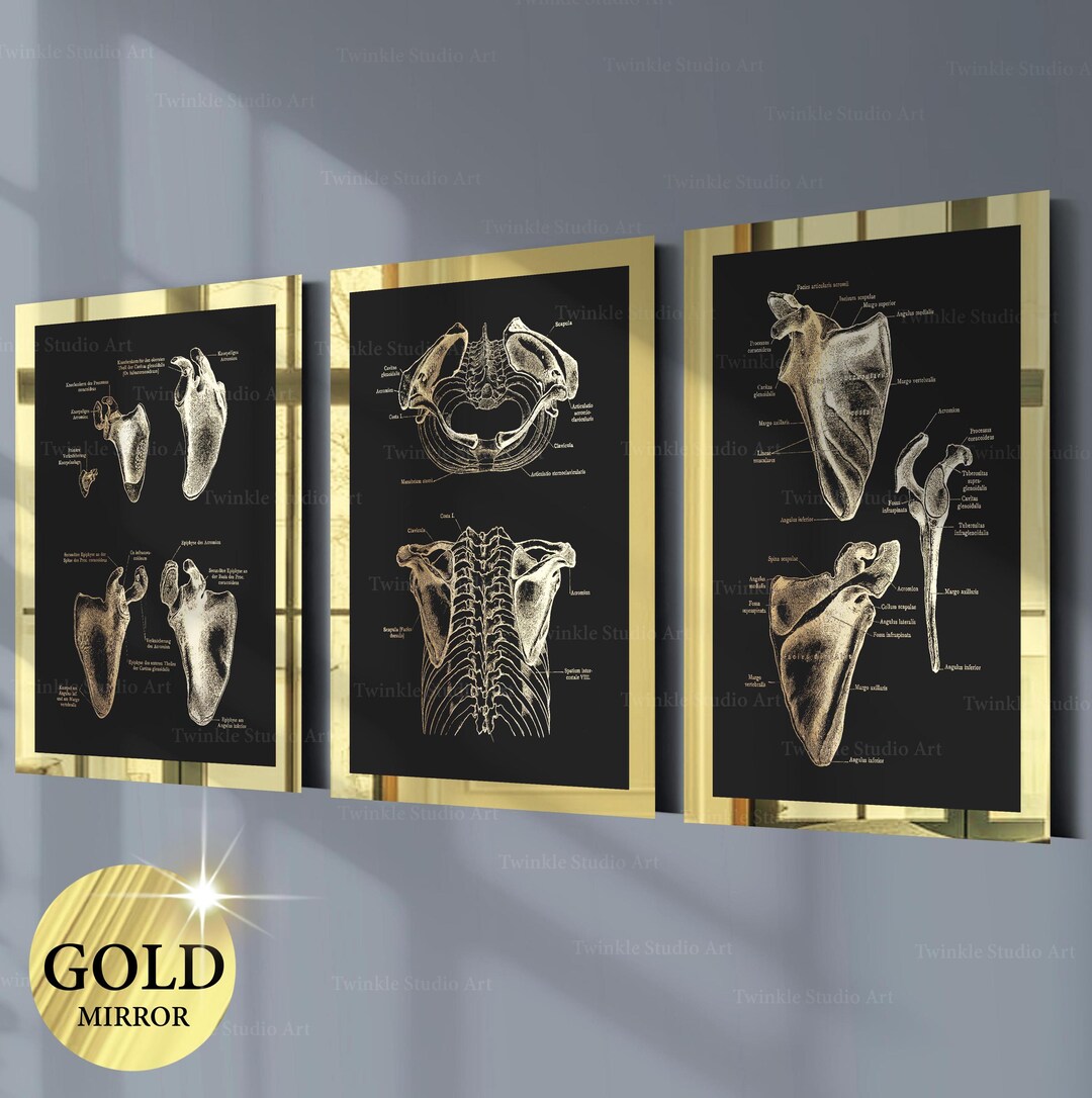 3 Gold Scapula Anatomy Posters Skeletal Bone Art Medical Art Scientific ...