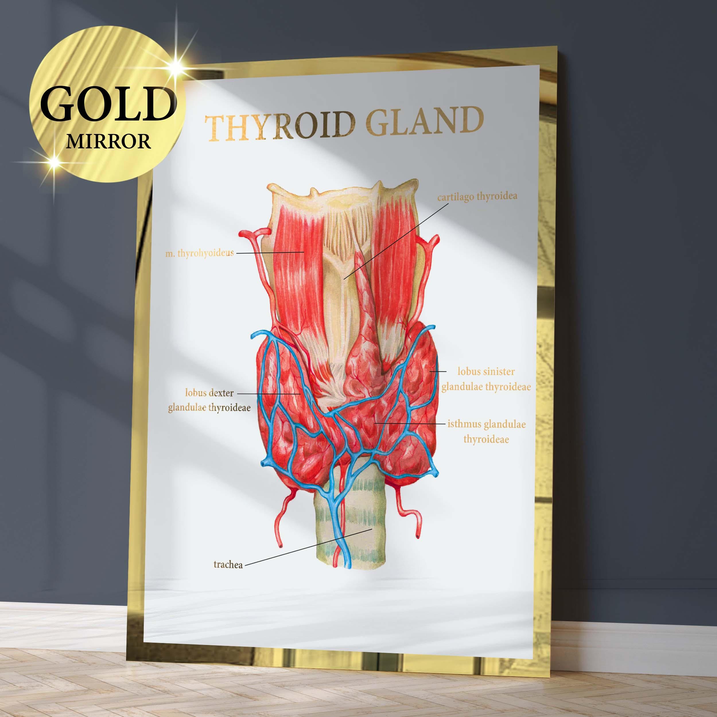 Thyroid Gland Poster Anatomy Art Endocrine System Medical Art Hormones ...