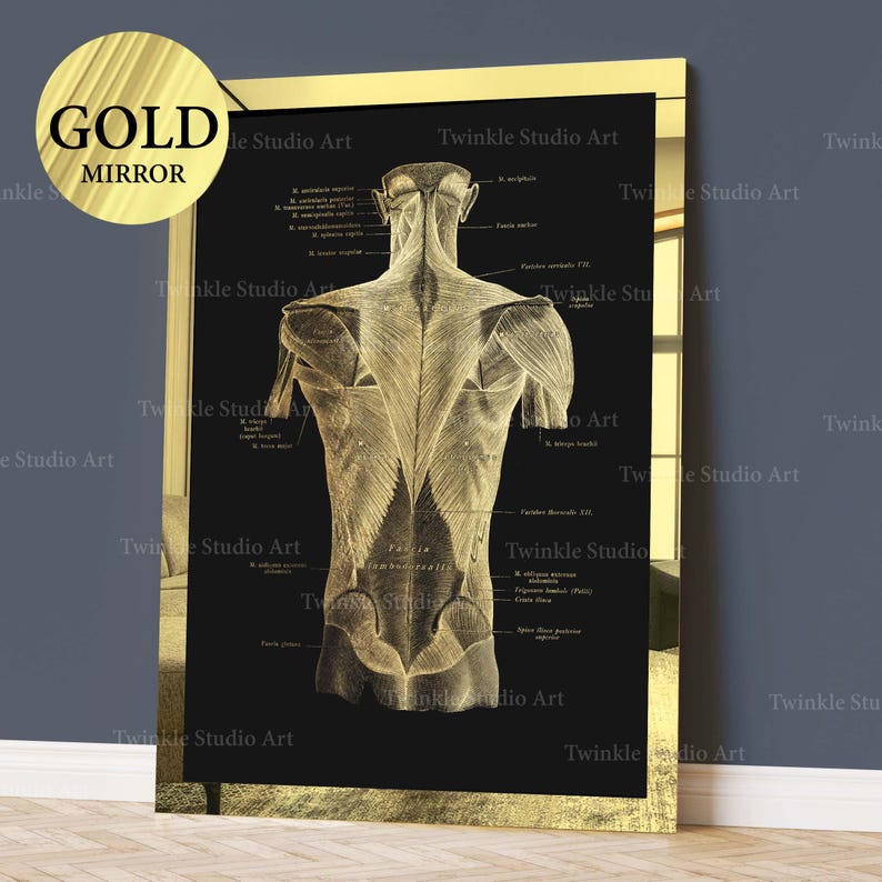 6 Gold Anatomy Art Muscular System Posters Labeled Muscles Types ...