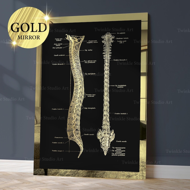 Gold Spine Anatomy Art Vertebral Column Art Chiropractic Art Medical ...