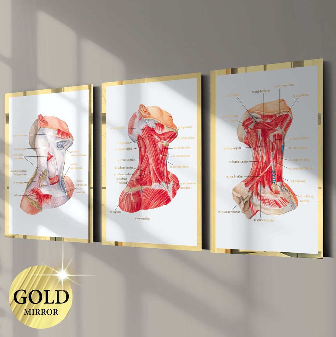 3 Neck Anatomy Posters Neck Muscles Art Medical Art Scientific Art ...
